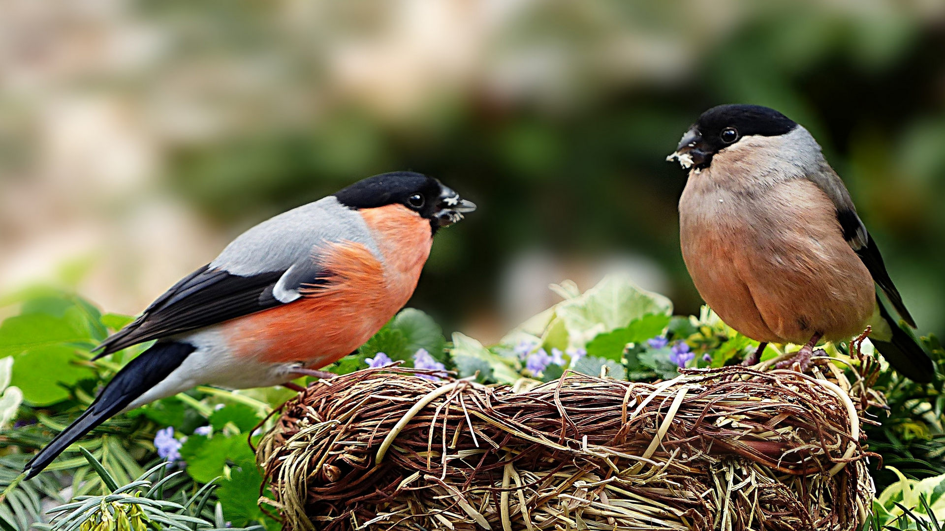 Gimpel (Dompfaff) Erkennen | Steckbrief, Gesang & Lebensweise
