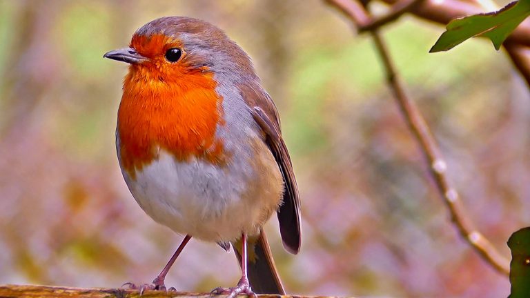 Rotkehlchen Besonderheiten: Gesang, Verhalten, Lebenweise