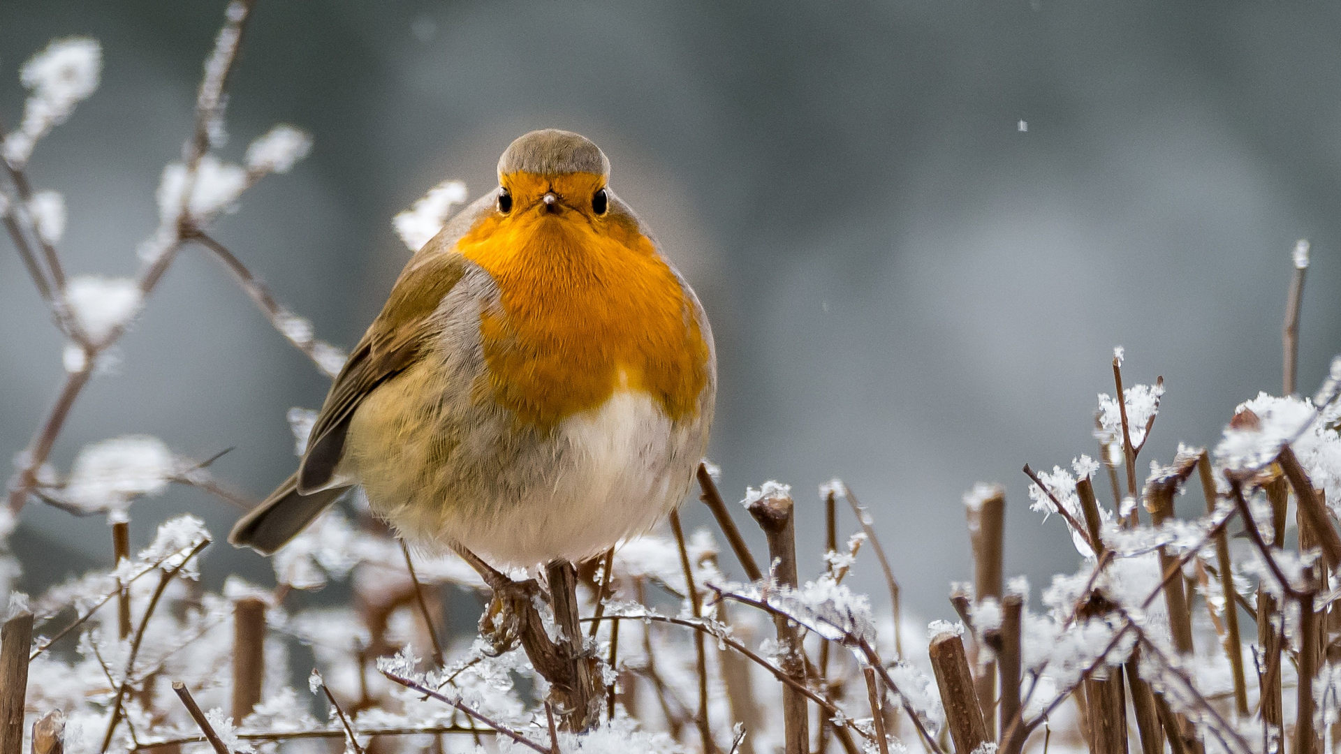 Rotkehlchen Besonderheiten: Gesang, Verhalten, Lebenweise