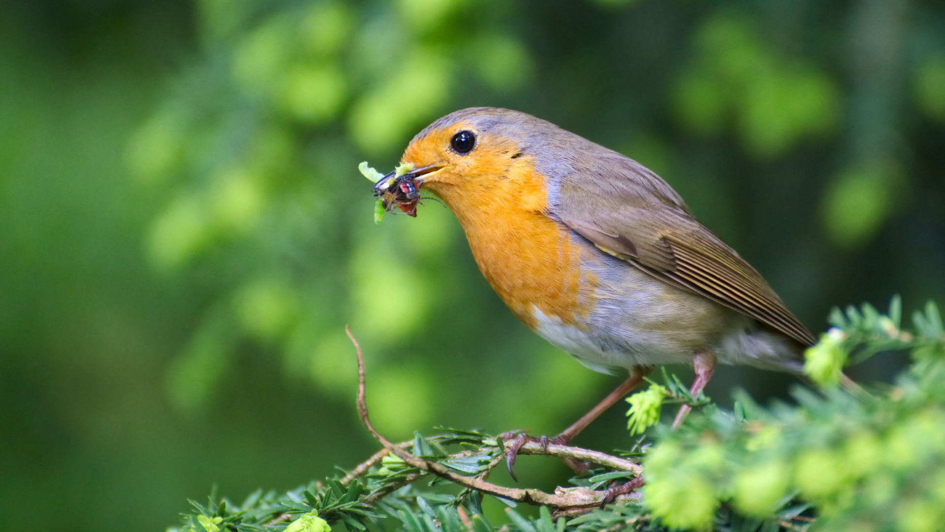 Rotkehlchen Besonderheiten: Gesang, Verhalten, Lebenweise